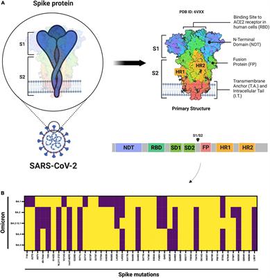 Frontiers | The emergence of new SARS-CoV-2 omicron subvariants introduces uncertainty about the ...